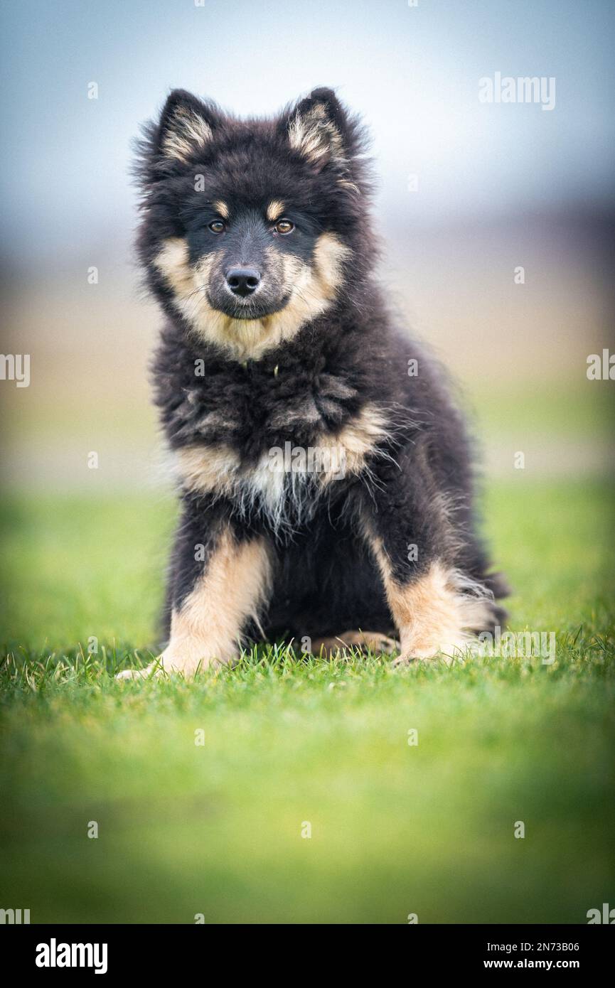 Puppy runing outdoors and playing whit a ball. running and have fun ...