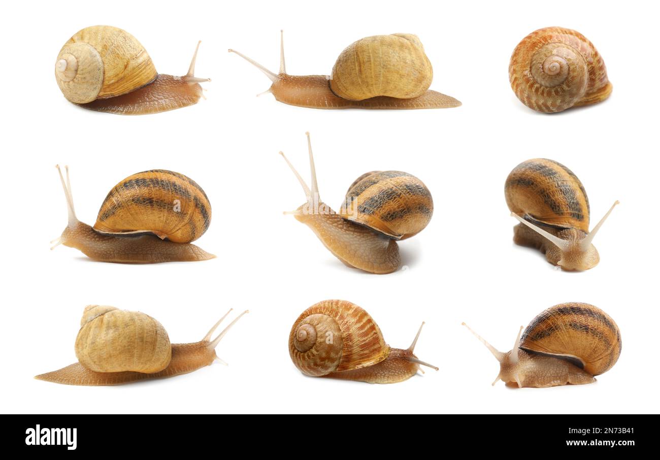 Collection of common garden snails on white background Stock Photo - Alamy