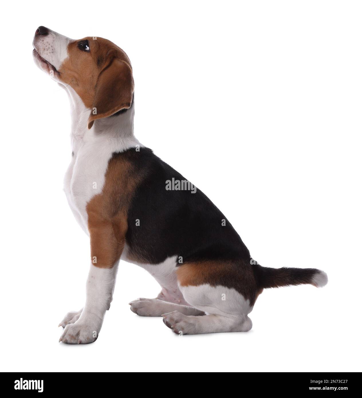 Cute Beagle puppy on white background. Adorable pet Stock Photo - Alamy