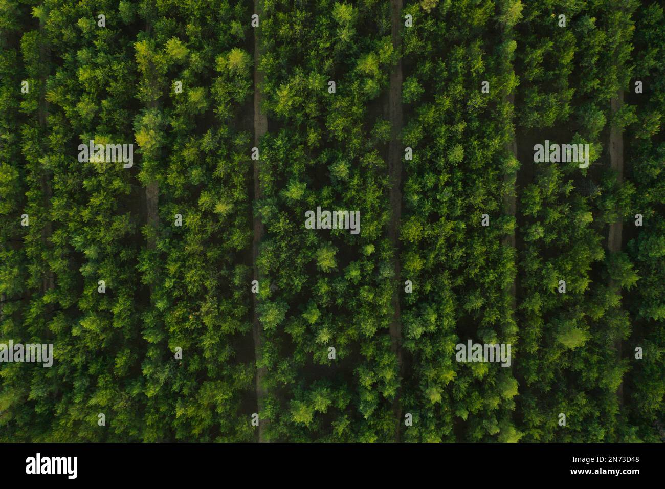 Beautiful aerial view of green conifer forest Stock Photo - Alamy