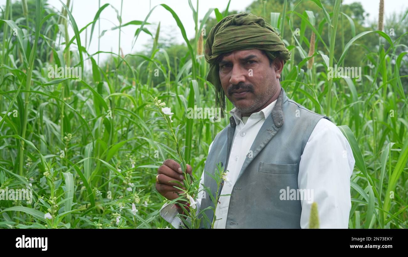 Farmer examining ear of green sesame crop in agricultural field Stock ...