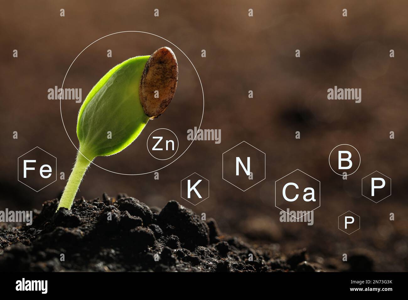 Mineral fertilizer. Young seedling growing in soil, closeup Stock Photo ...