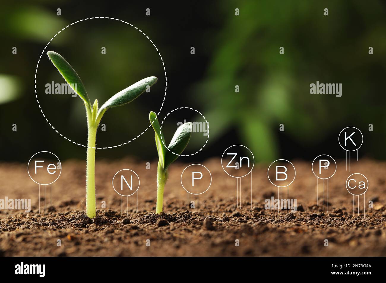 Mineral fertilizer. Young seedlings growing in soil, closeup Stock ...