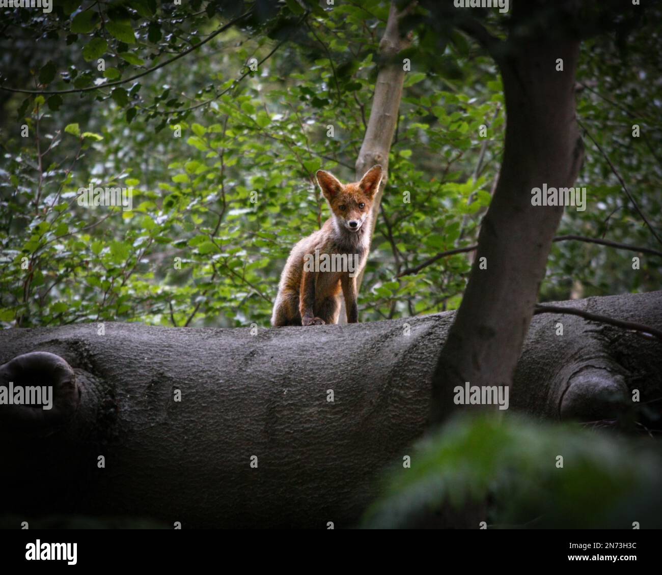 Little fox in the forest Stock Photo - Alamy
