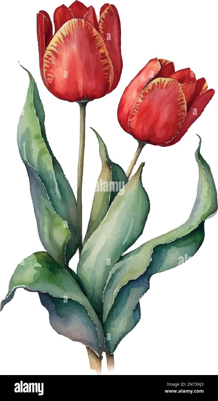 Vector Watercolor Spring red Tulips illustration set Stock Vector Image ...