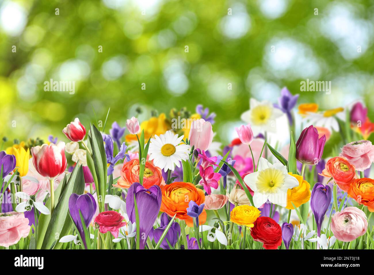 Snow falling on march flowers hi-res stock photography and images - Alamy