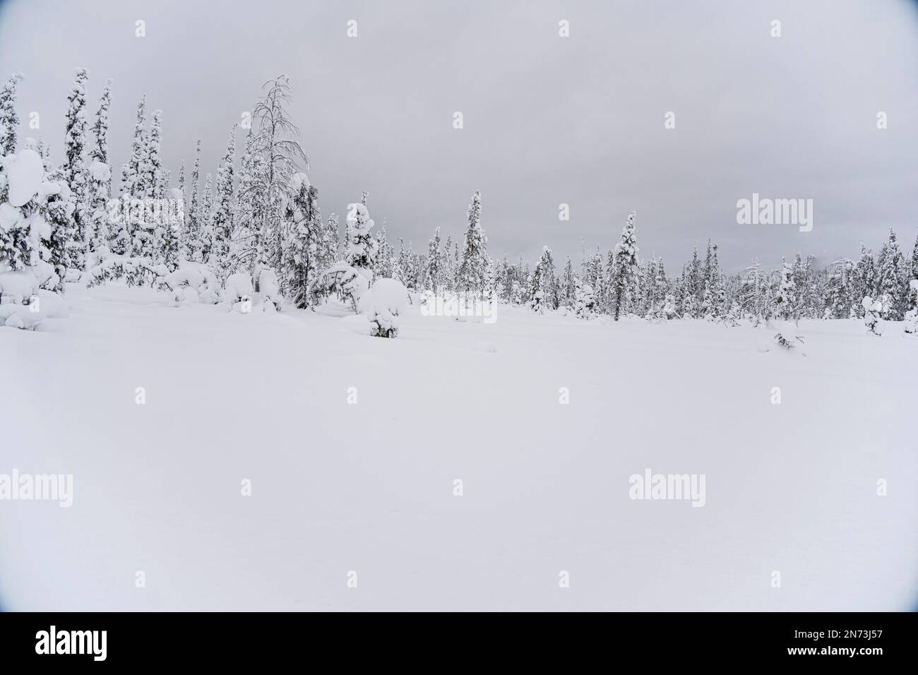 Lapland, January 2023 - Winter Lapland landscape near Kuusamo, Finland ...
