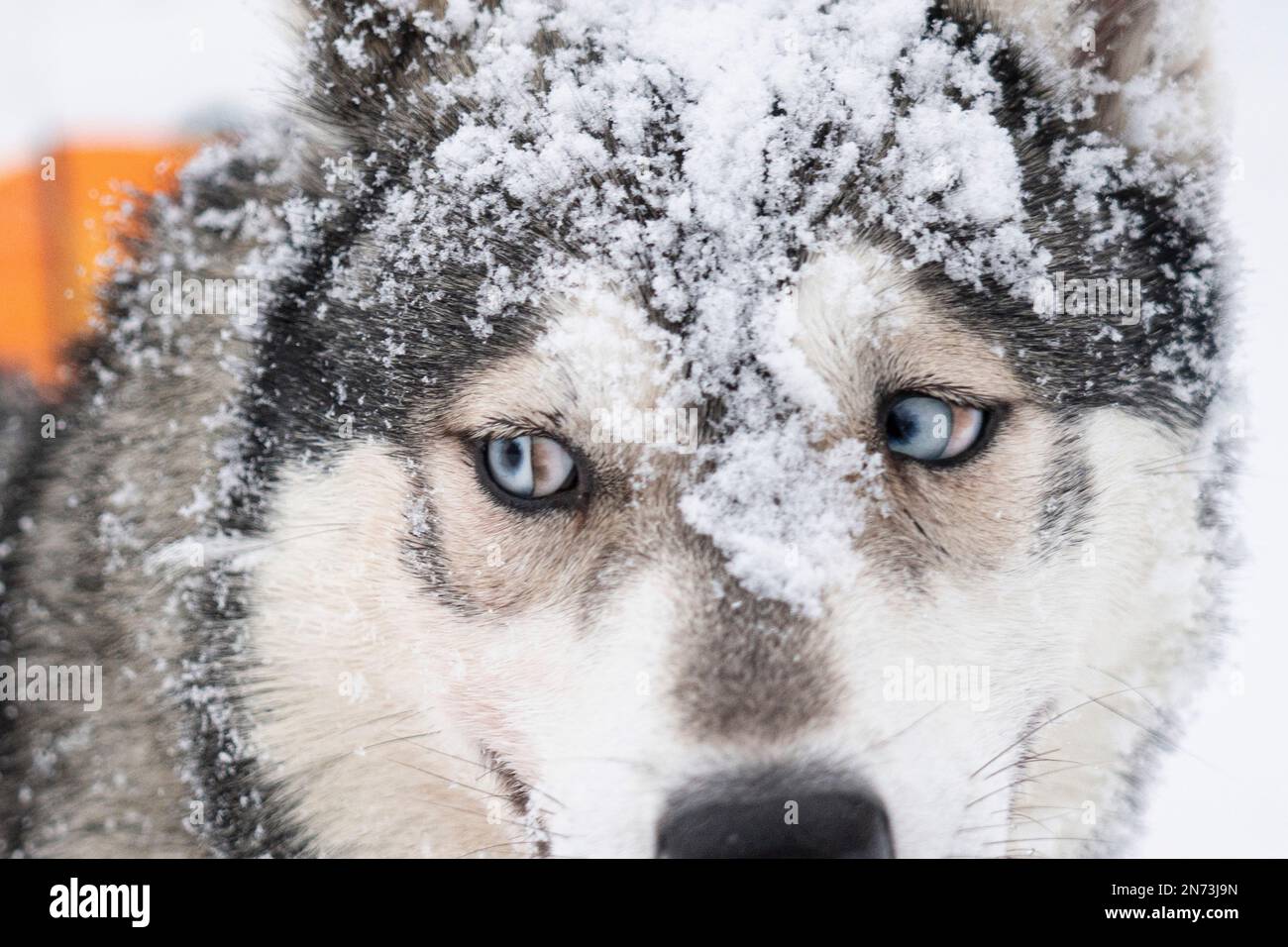 Husky ride finnish lapland hi-res stock photography and images - Alamy