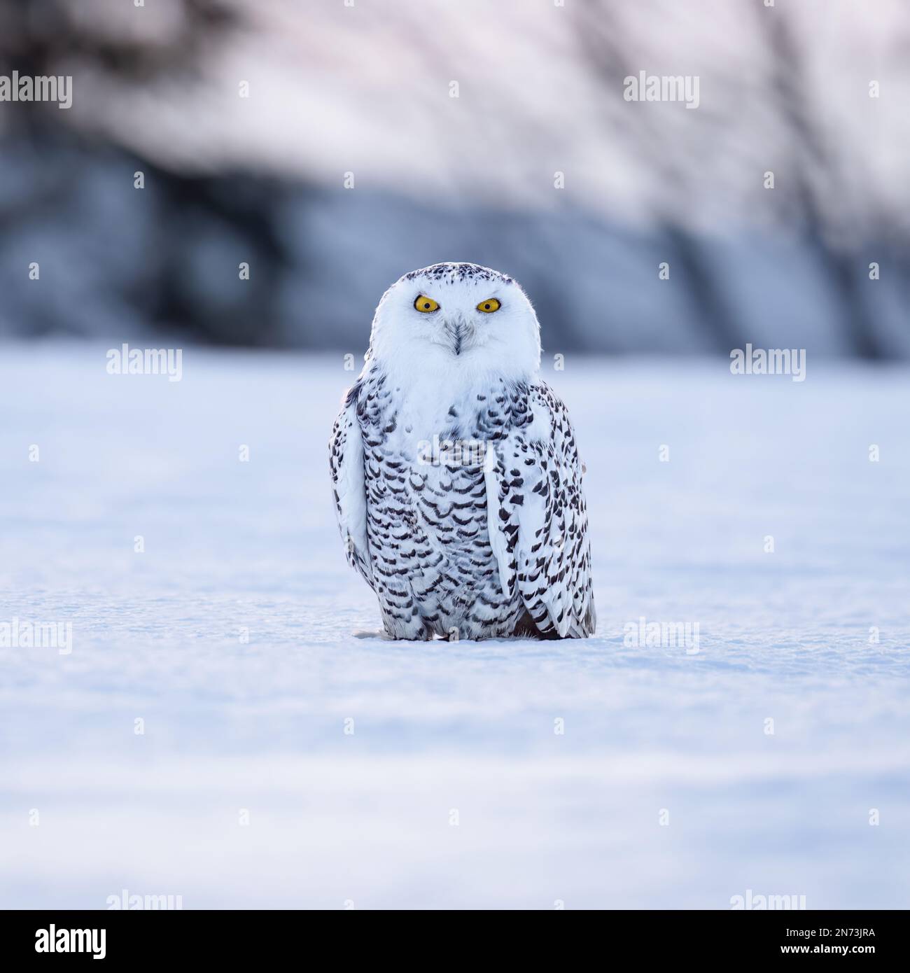 Barn owl snow close up hi-res stock photography and images - Alamy