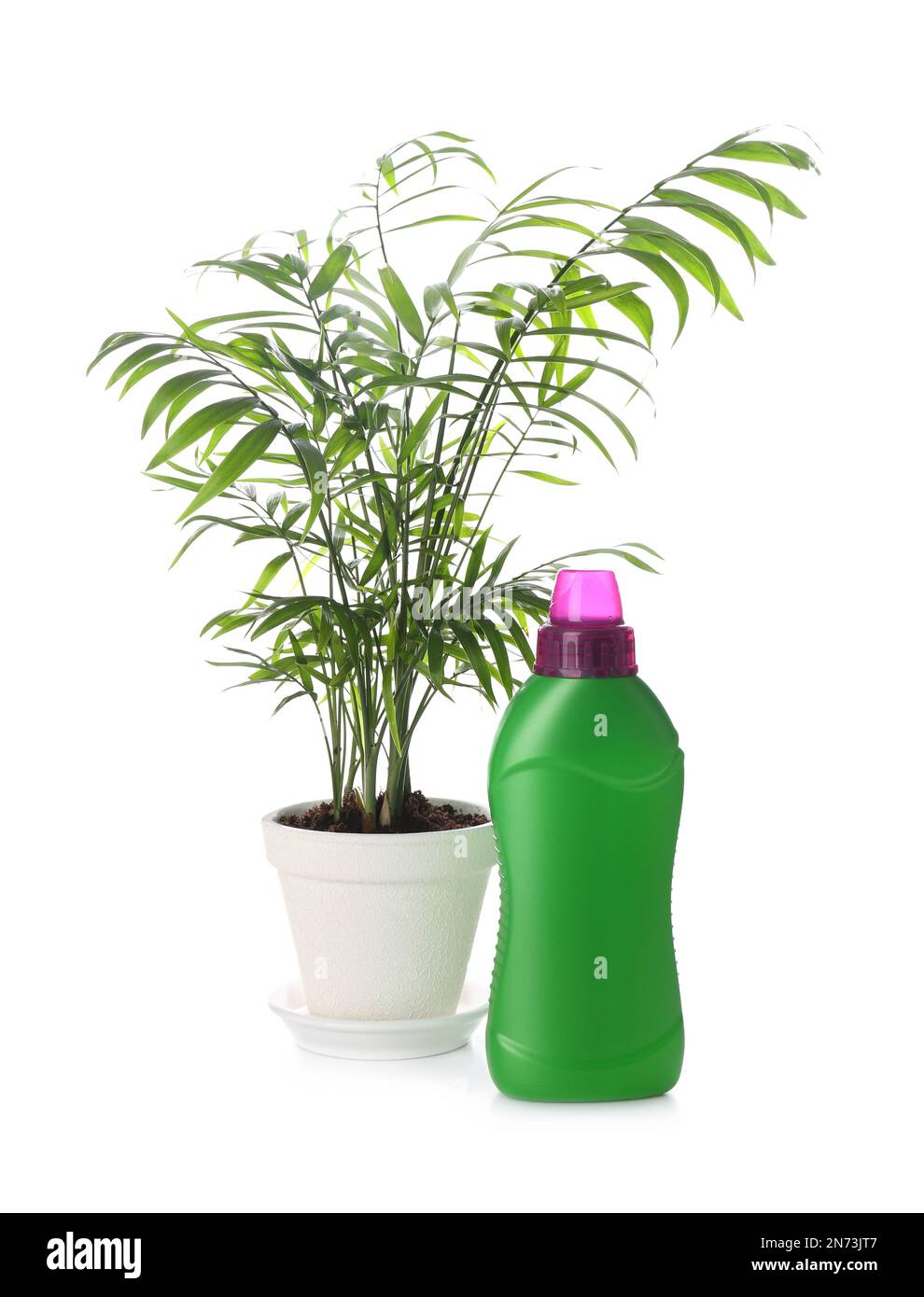 Beautiful house plant and bottle of fertilizer on white background ...