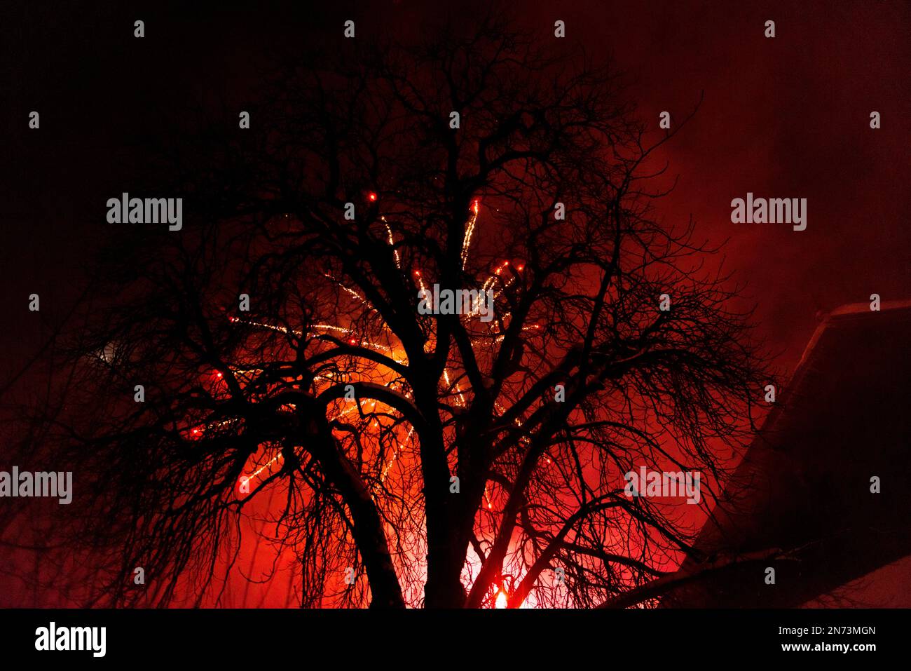 New eve tree hi-res stock photography and images - Alamy