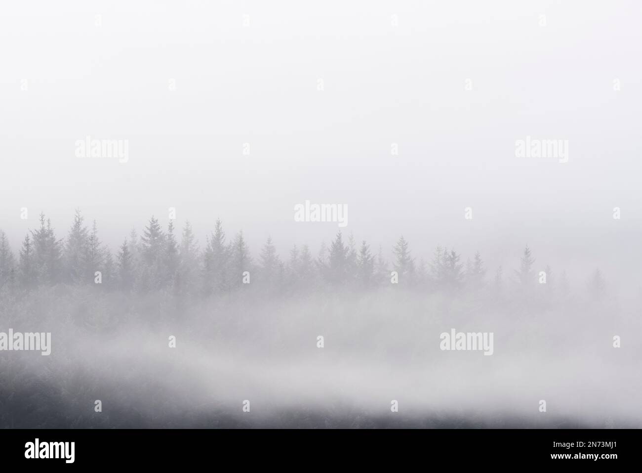 Fog over tops coniferous trees hi-res stock photography and images - Alamy