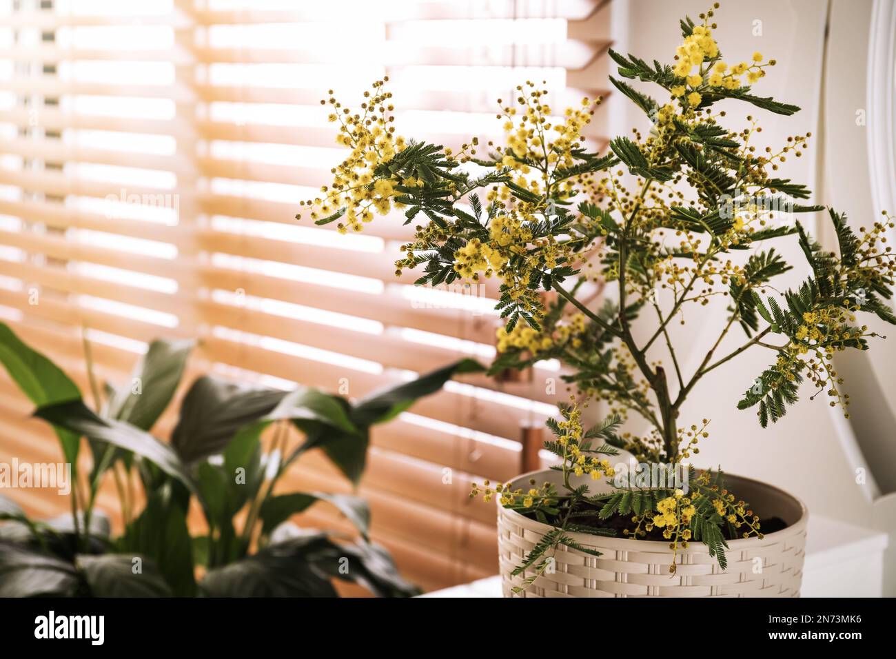 Mimosa tree pot hi-res stock photography and images - Alamy