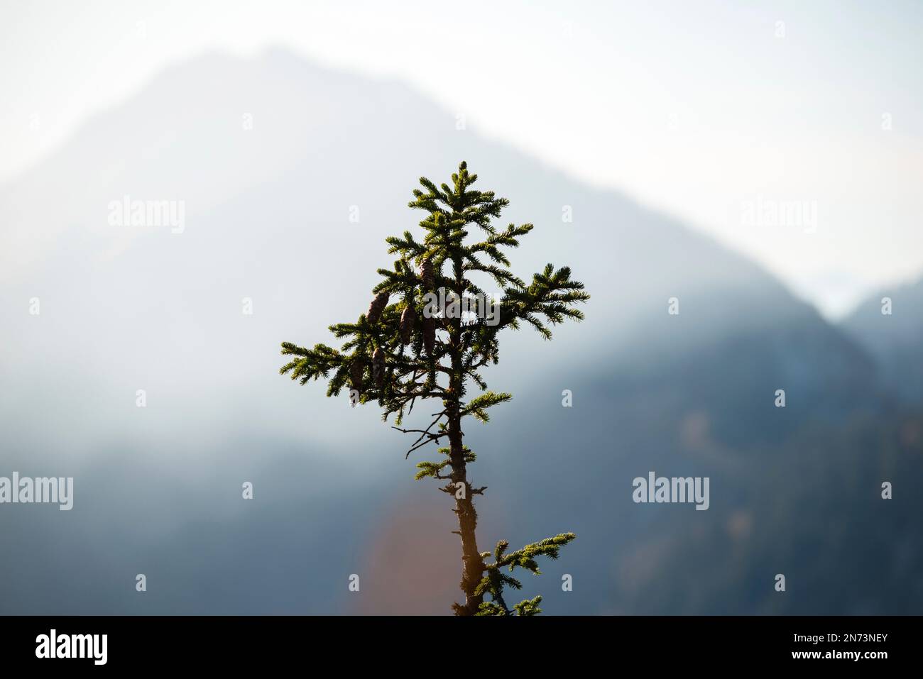 Mountain branch hi-res stock photography and images - Alamy