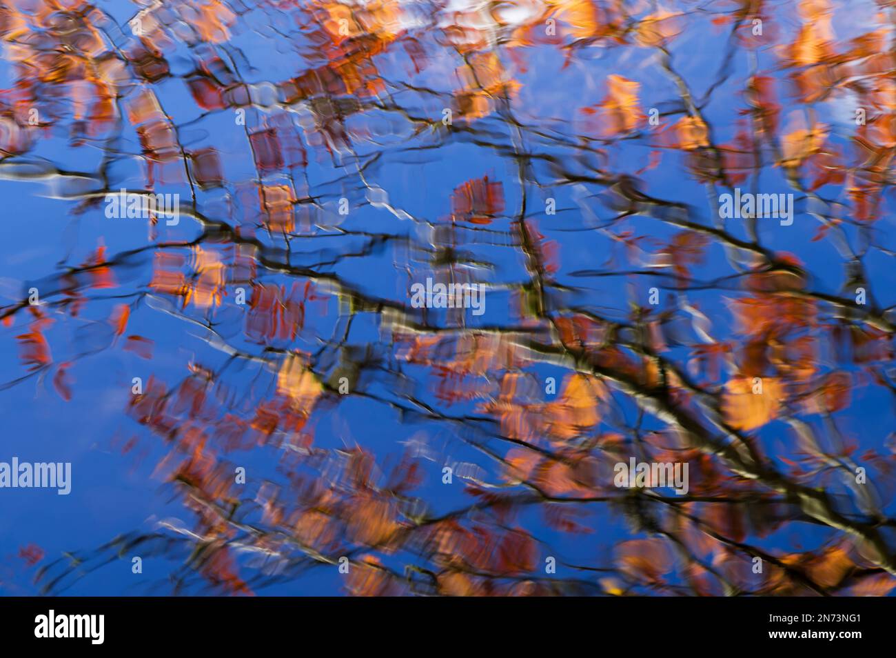blue sky and branches with autumn colored leaves are reflected in the water of a lake, France ...