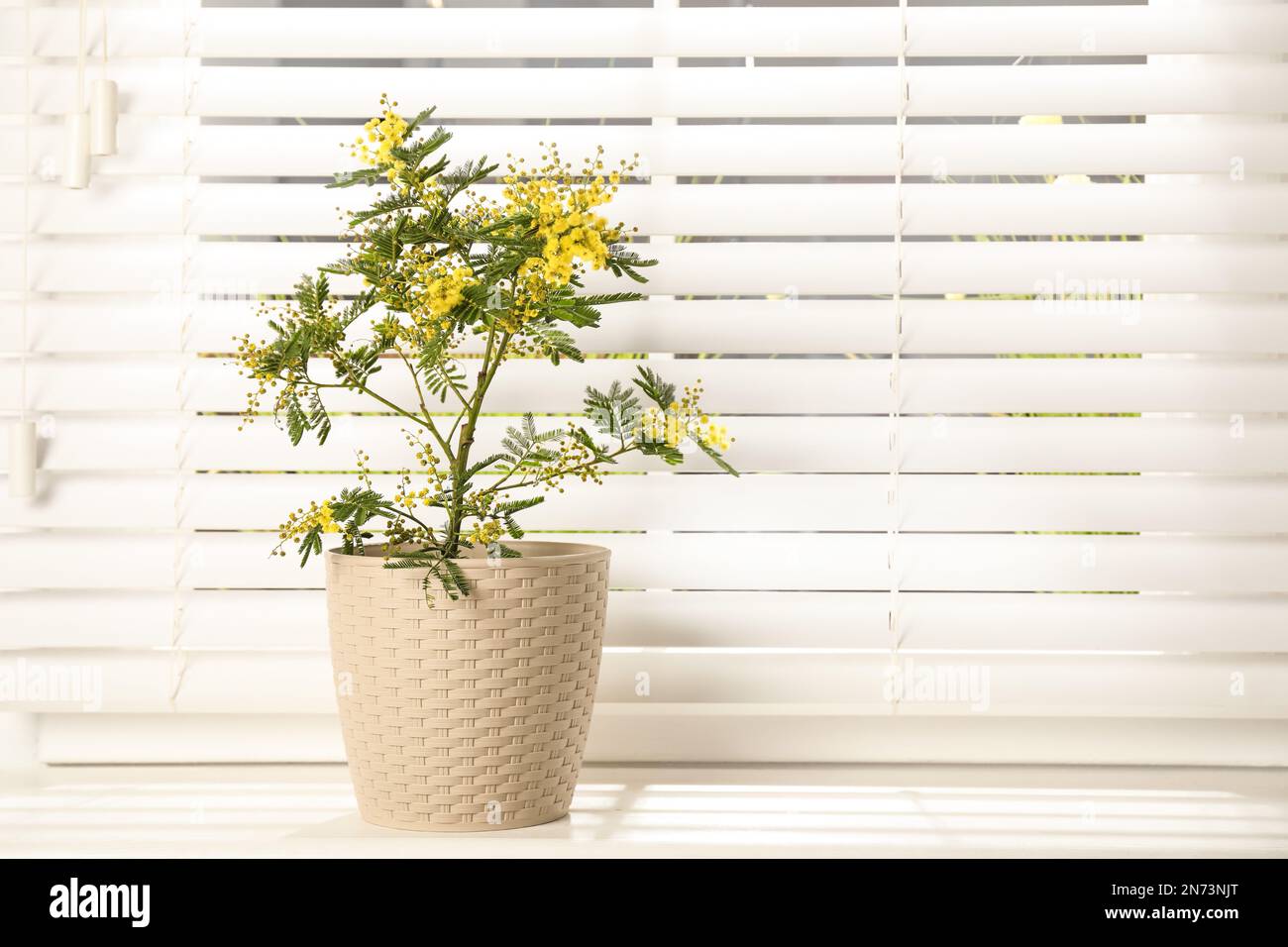 Mimosa tree pot hi-res stock photography and images - Alamy