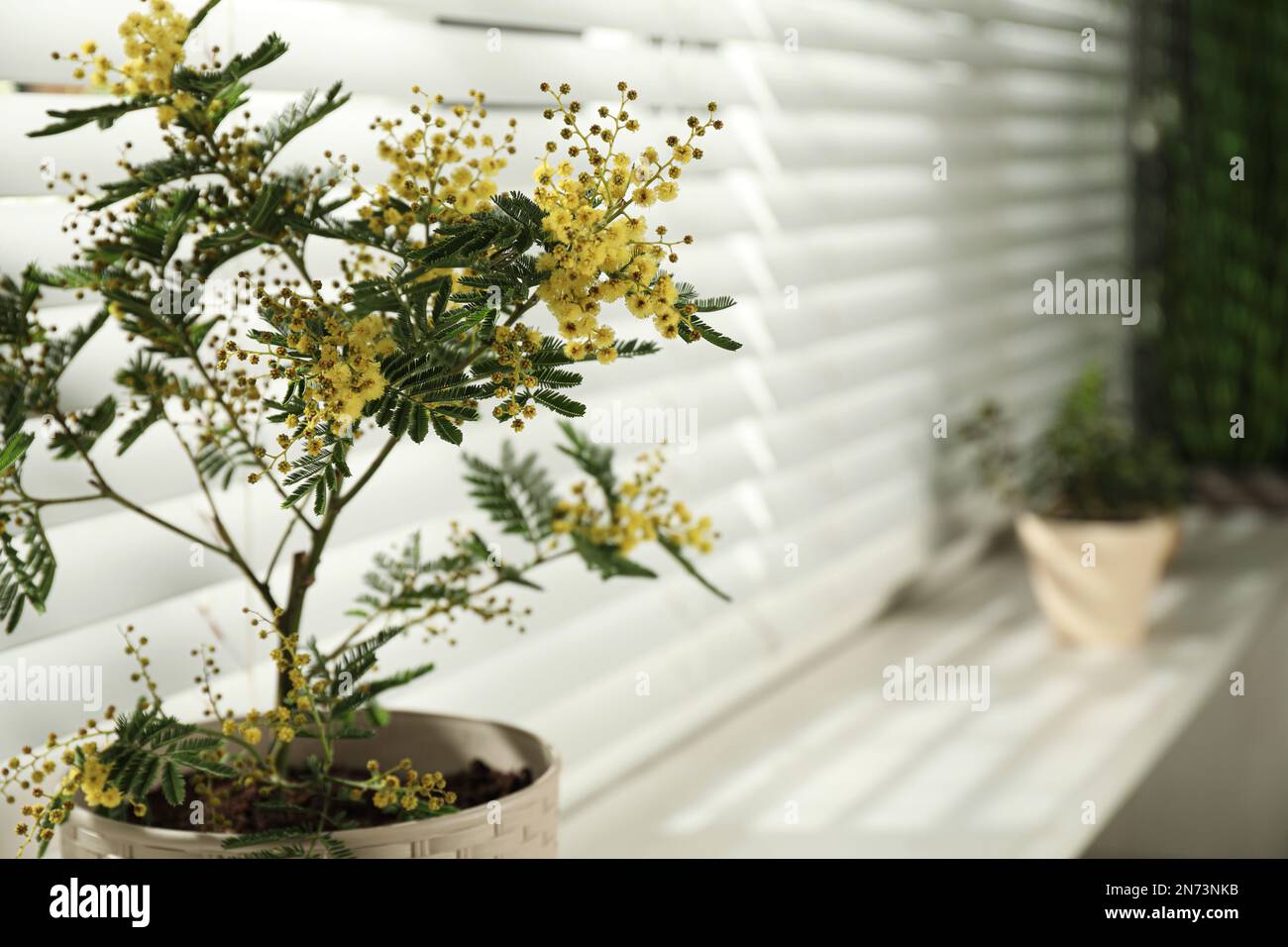 Mimosa tree pot hi-res stock photography and images - Alamy
