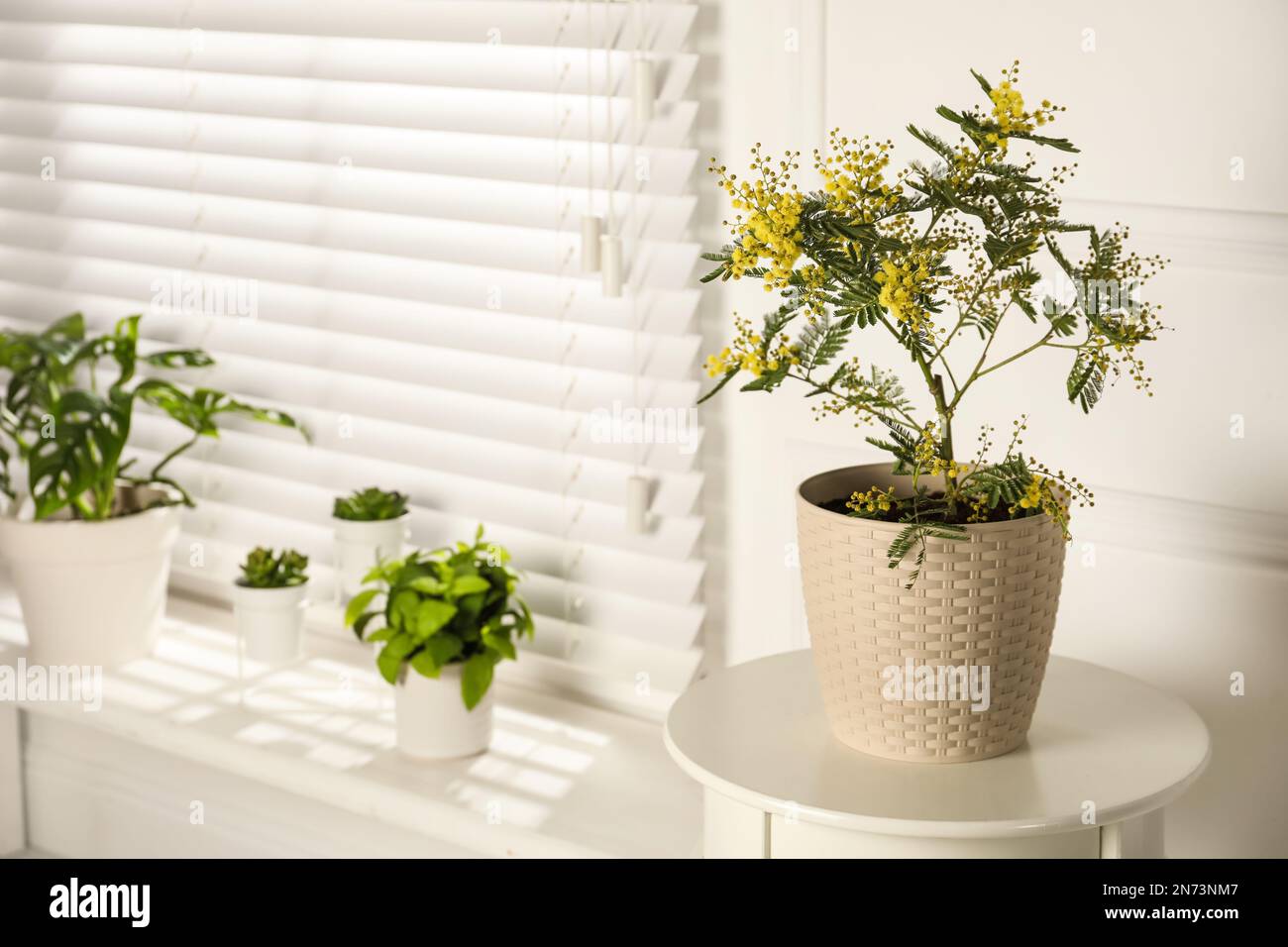 Mimosa tree pot hi-res stock photography and images - Alamy