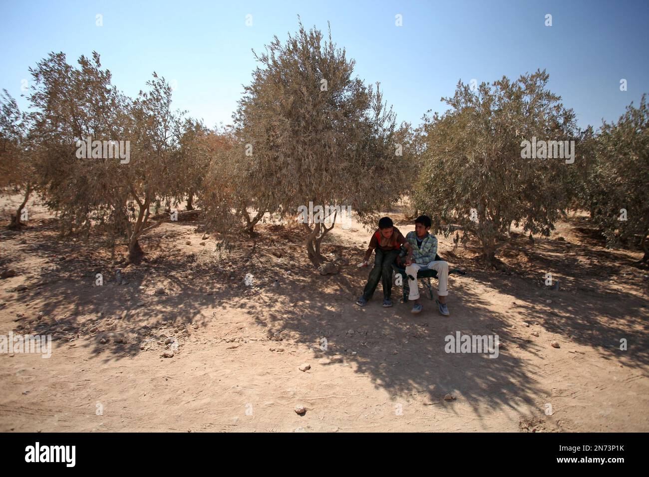 Young Syrian refugees sit in an olive tree shade and wait for work at ...