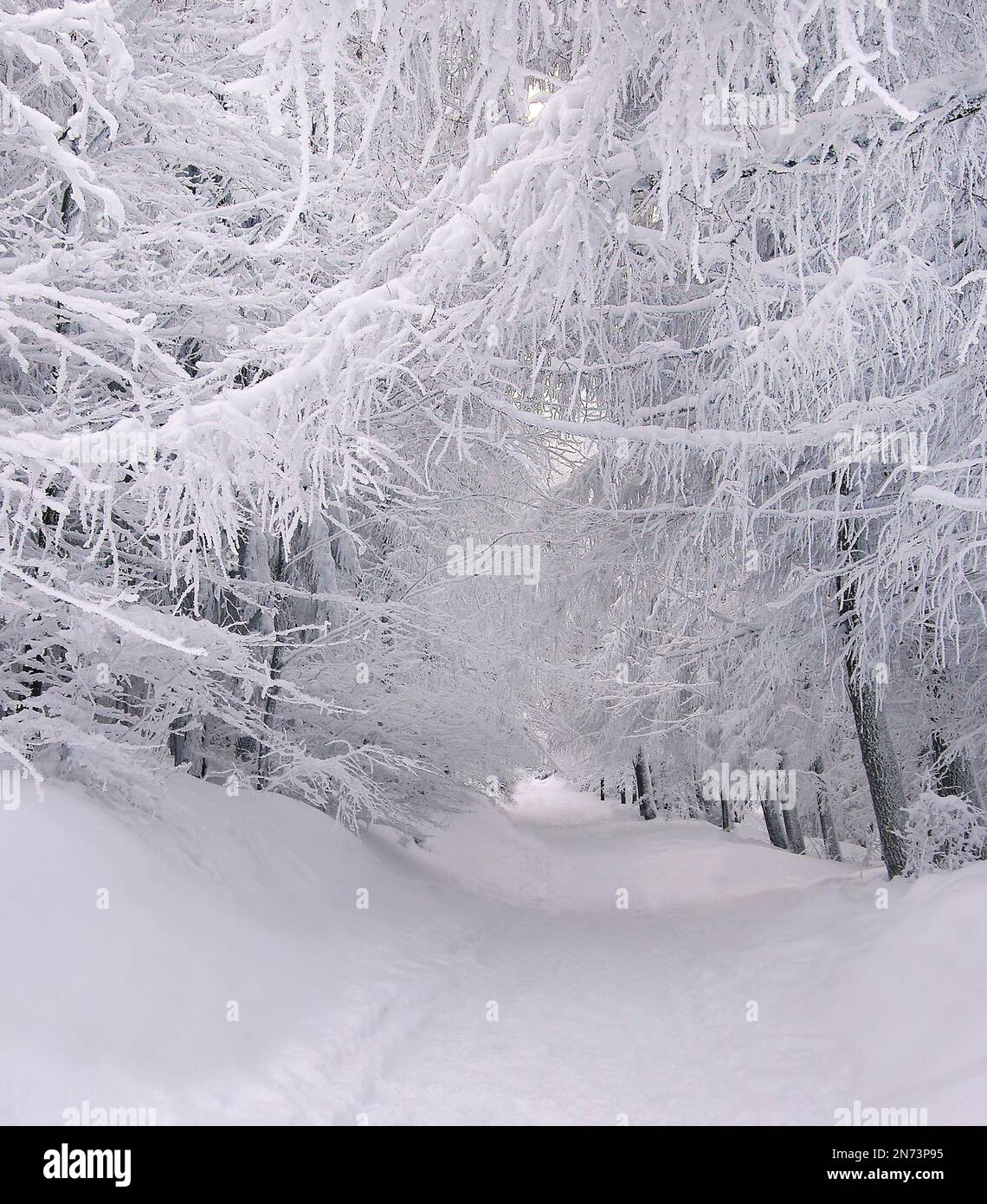 Winter forest landscape. Alley trees, winter trees Stock Photo - Alamy