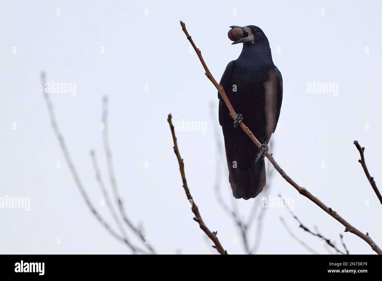 Corvid crow rook hi-res stock photography and images - Alamy