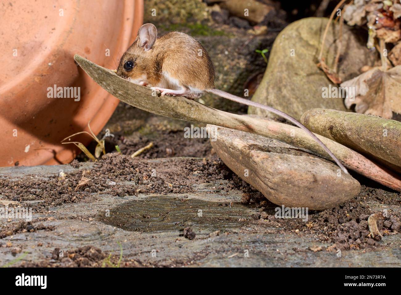 Mouse pot hi-res stock photography and images - Alamy