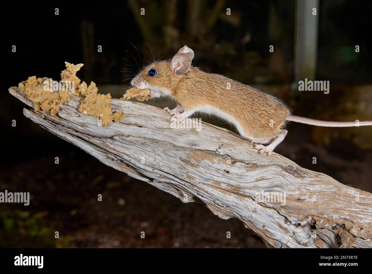 Mouse, wood mouse, yellow-necked mouse, Apodemus flavicollis Stock ...