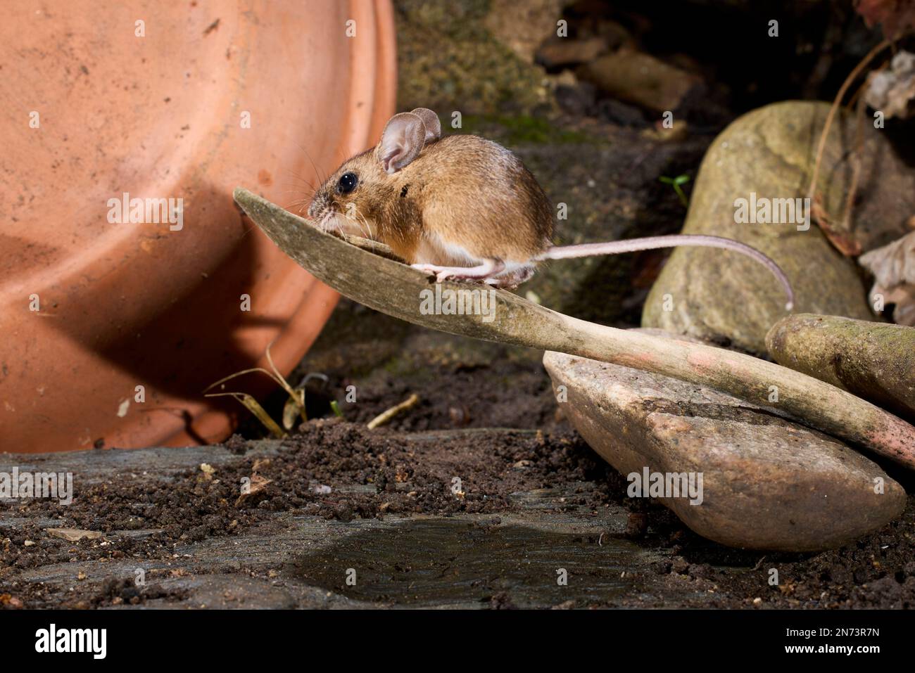 Mouse pot hi-res stock photography and images - Alamy