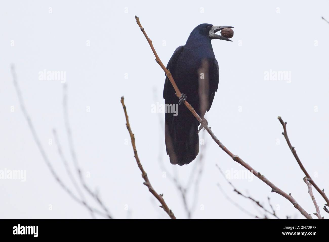 Corvid crow rook hi-res stock photography and images - Alamy