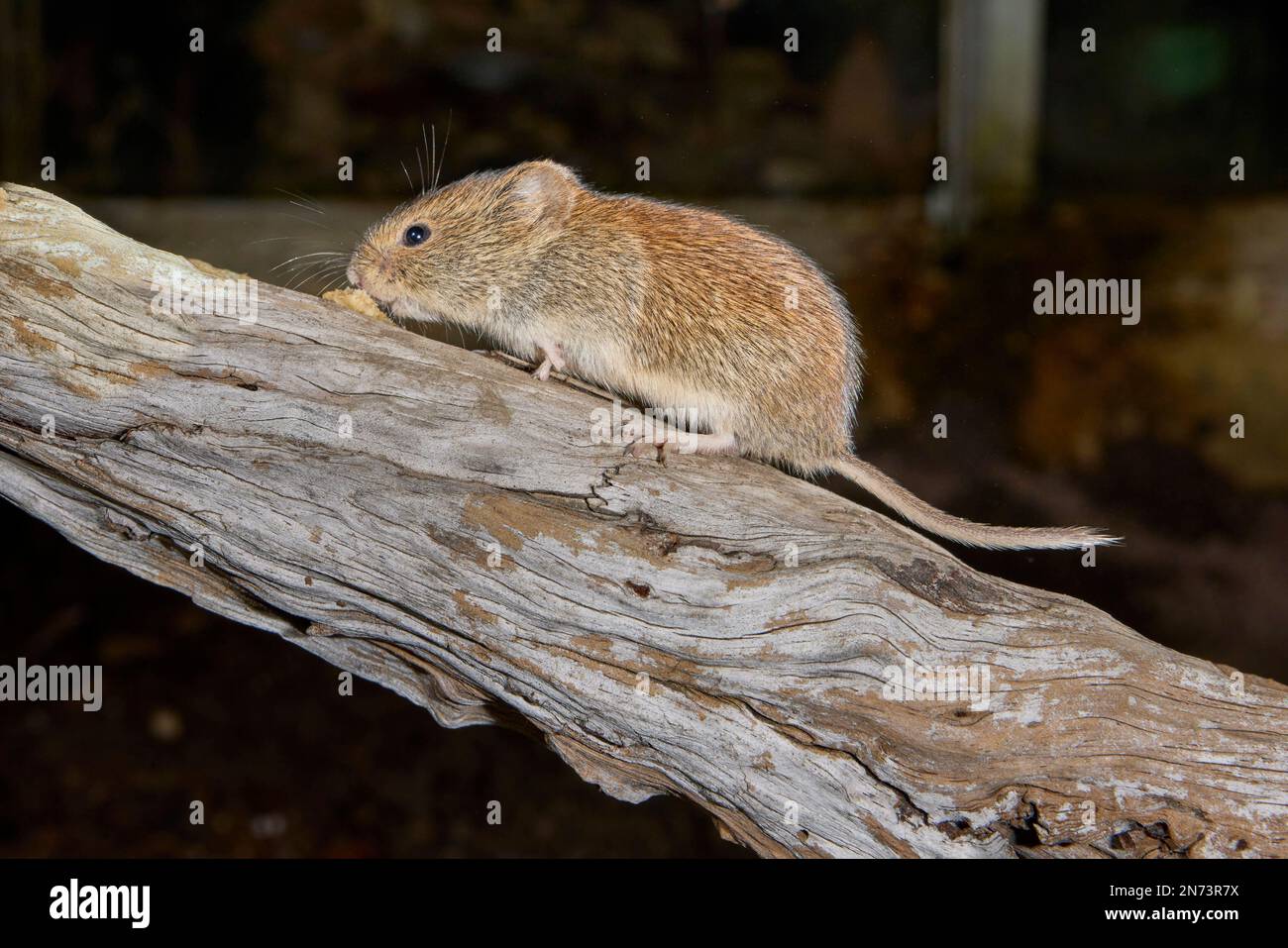 Mouse, vole, red-backed vole, Myodes glareolus Stock Photo - Alamy
