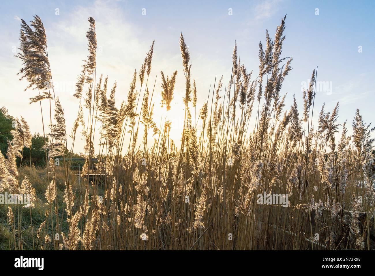 Reed belt near emergency harbor darsser ort hi-res stock photography ...
