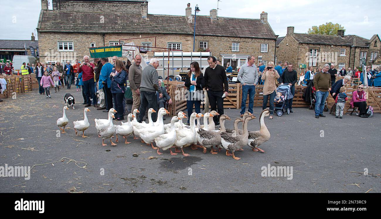 Mellins sheep hi-res stock photography and images - Alamy