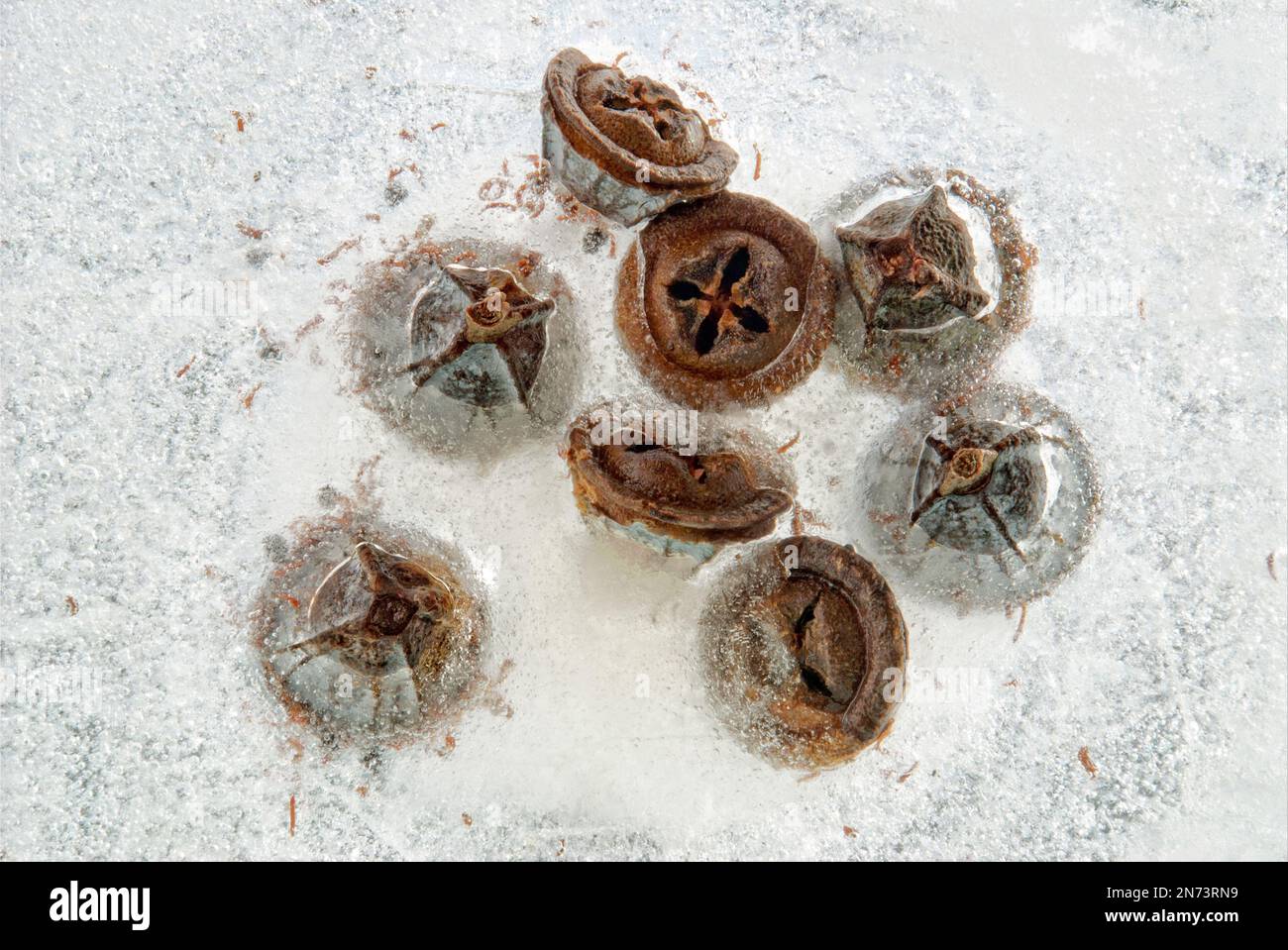 Eucalyptus bell seed pods may be used in crafts hi-res stock ...