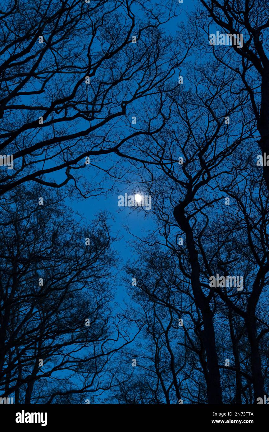 National Park Vorpommersche Boddenlandschaft, circular hiking trail ...