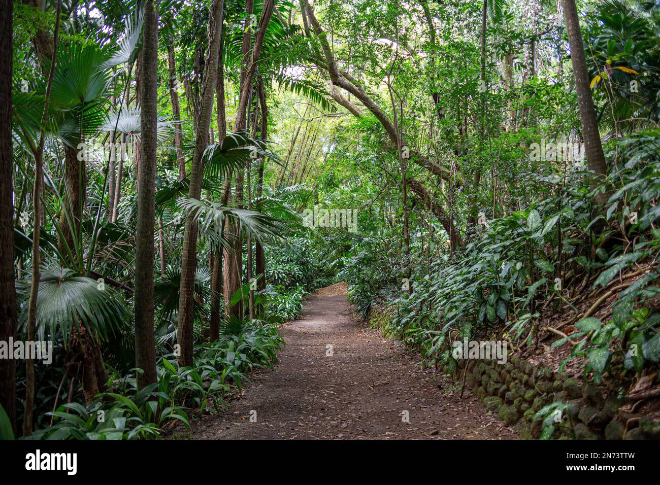 jungle at La Vanille Nature Park, Mauritius Island, Africa Stock Photo ...