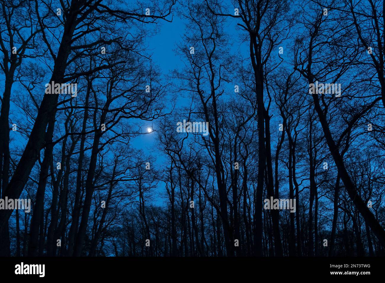 National Park Vorpommersche Boddenlandschaft, circular hiking trail ...