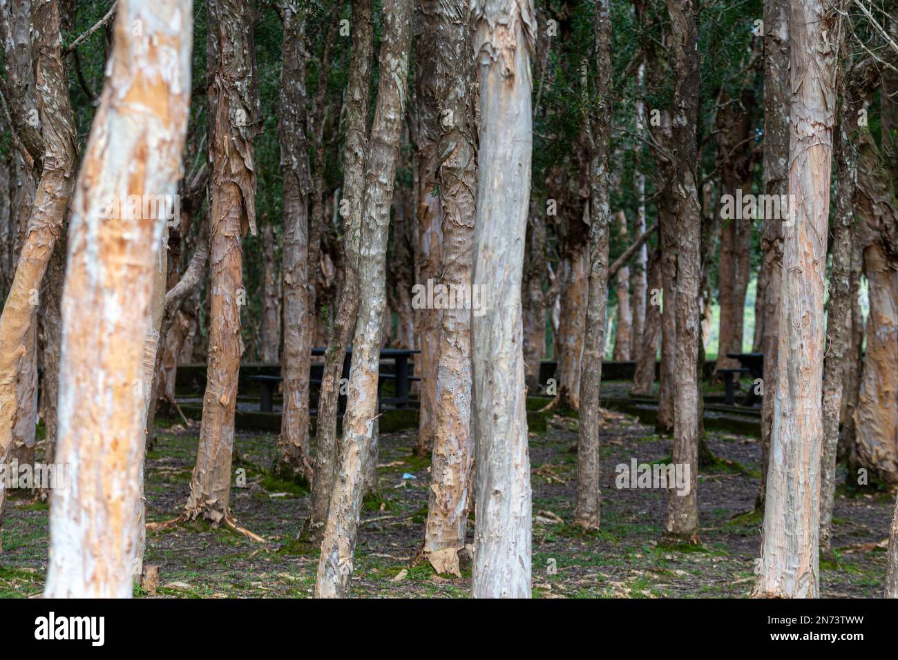 Trees at the entrance of the alexandra falls hi-res stock photography ...