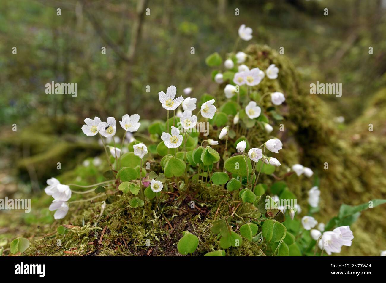 Arrow shaped sagittate leaves hi-res stock photography and images - Alamy