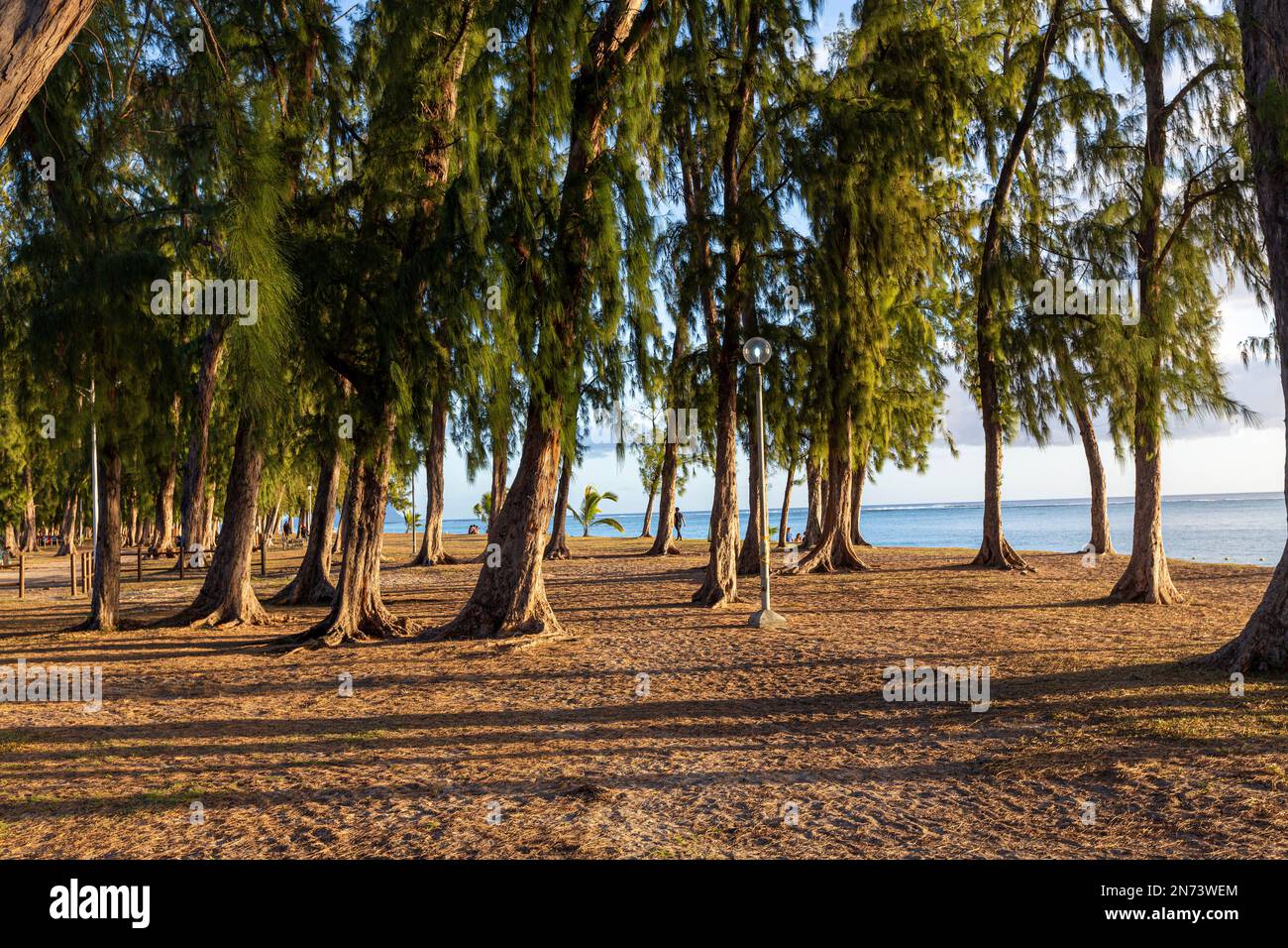 Trees at Flic en Flac Beach Mauritius, Africa Stock Photo - Alamy