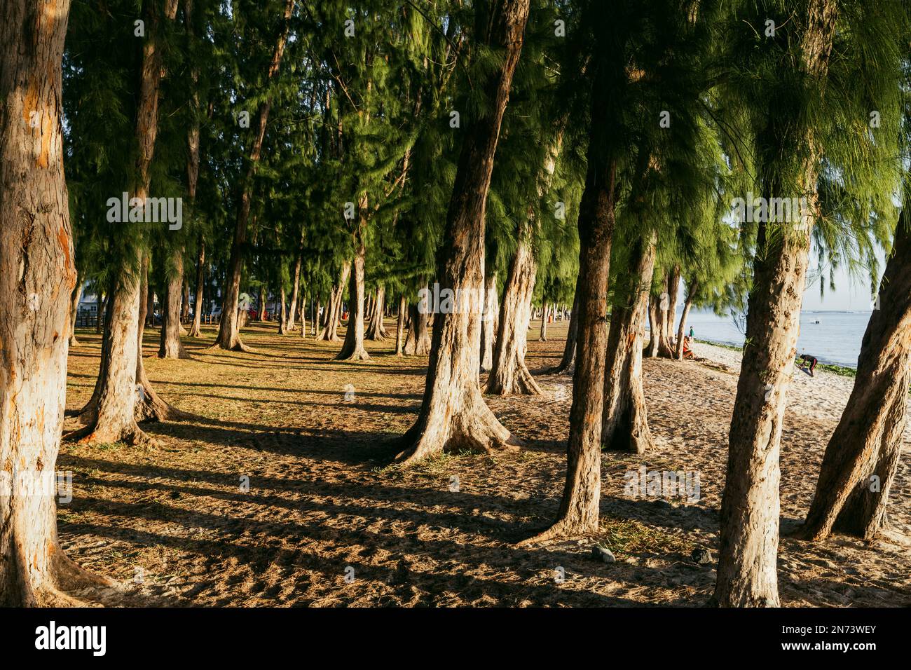 Trees at Flic en Flac Beach Mauritius, Africa Stock Photo - Alamy