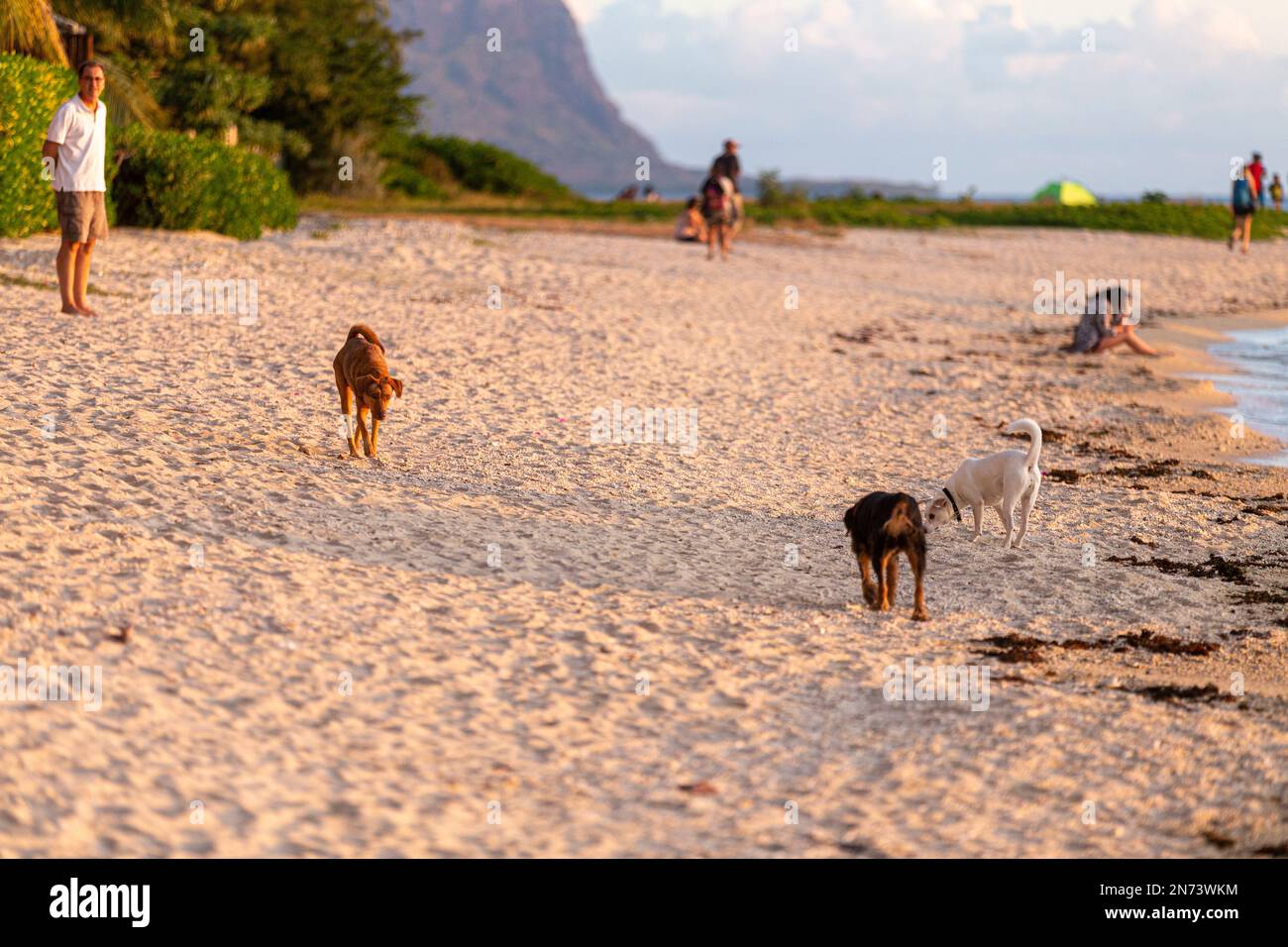 Dogs during a lazy evening on one of the beaches at the west coast of ...