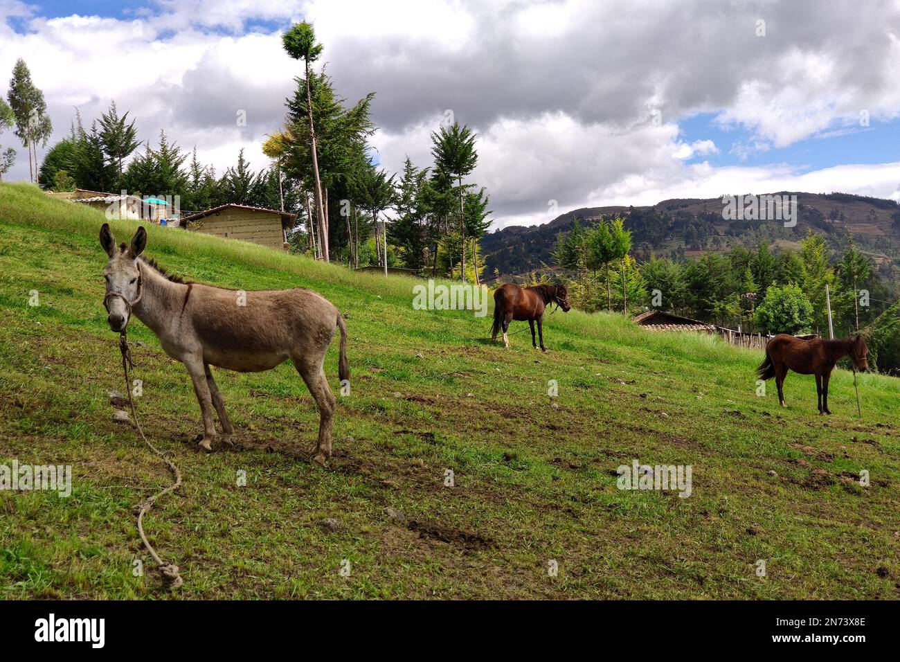 A donkey and horses in Otuzco valley, Andes, Peru Stock Photo - Alamy