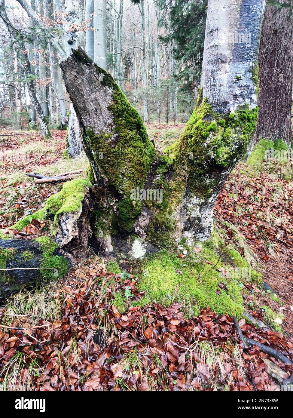 Tree stump, dead wood and roots mossy Stock Photo - Alamy