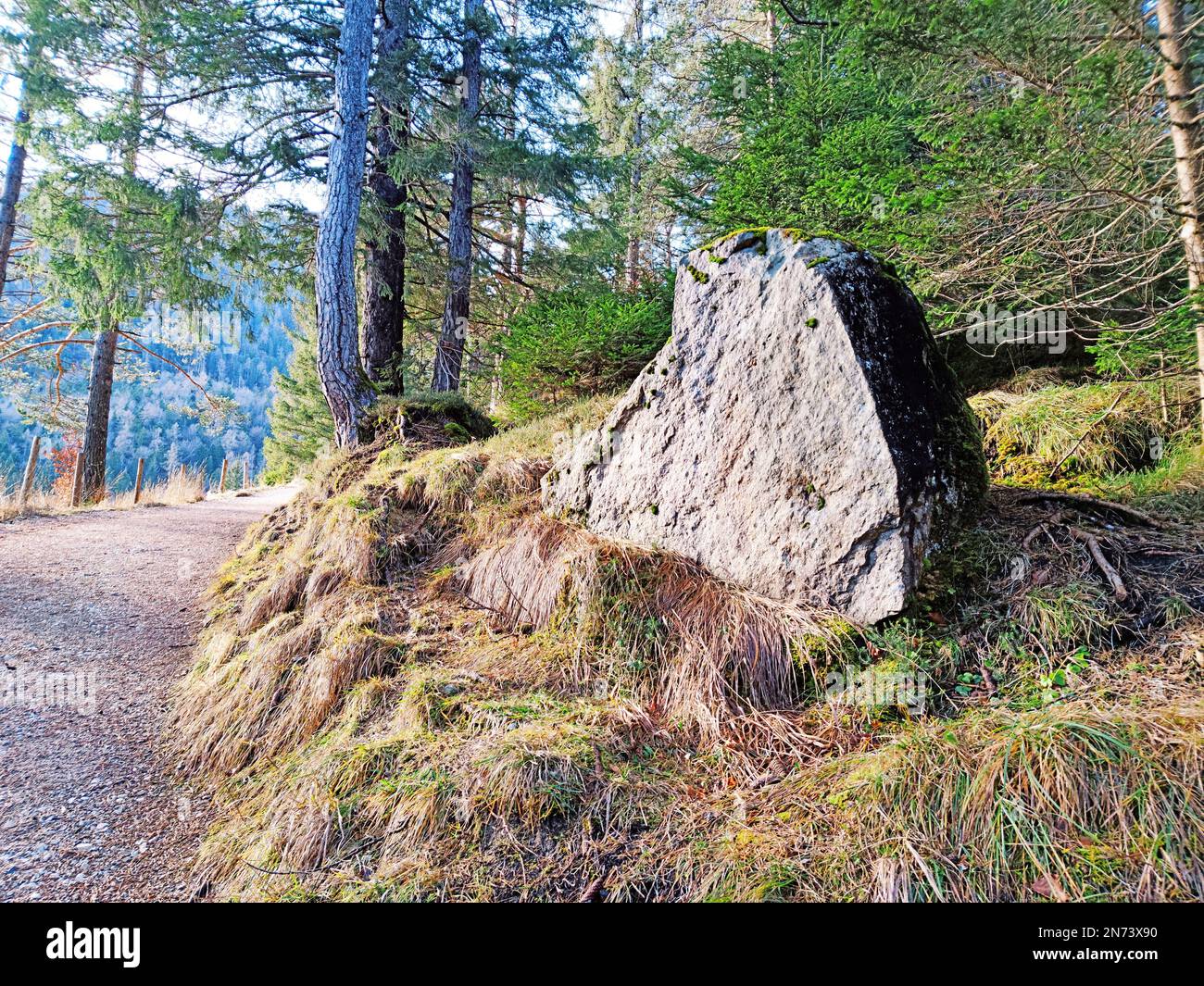 an ice-age erratic boulder is stuck in the forest floor at the ...