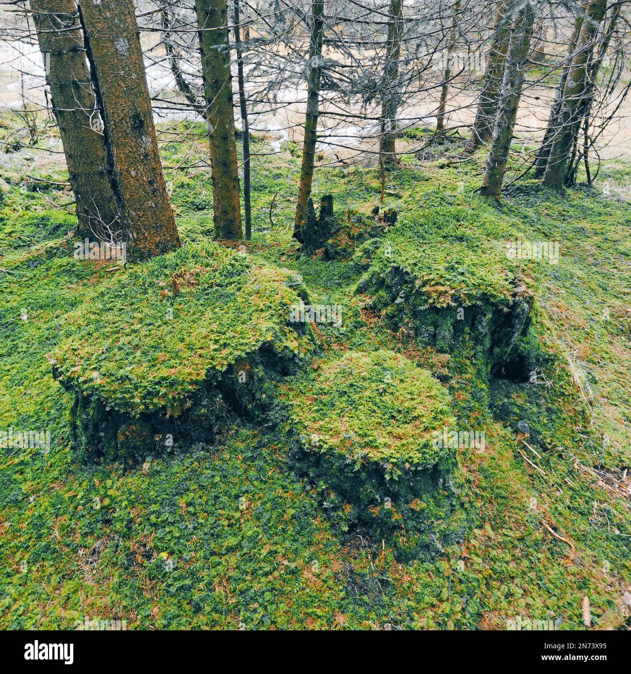 Mossy roots hi-res stock photography and images - Alamy