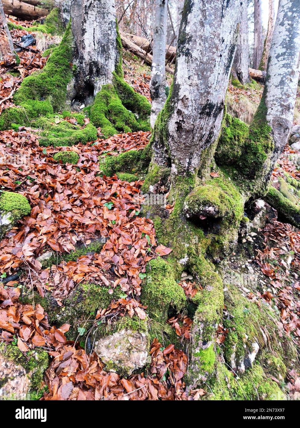 Tree stump, dead wood and roots mossy Stock Photo - Alamy