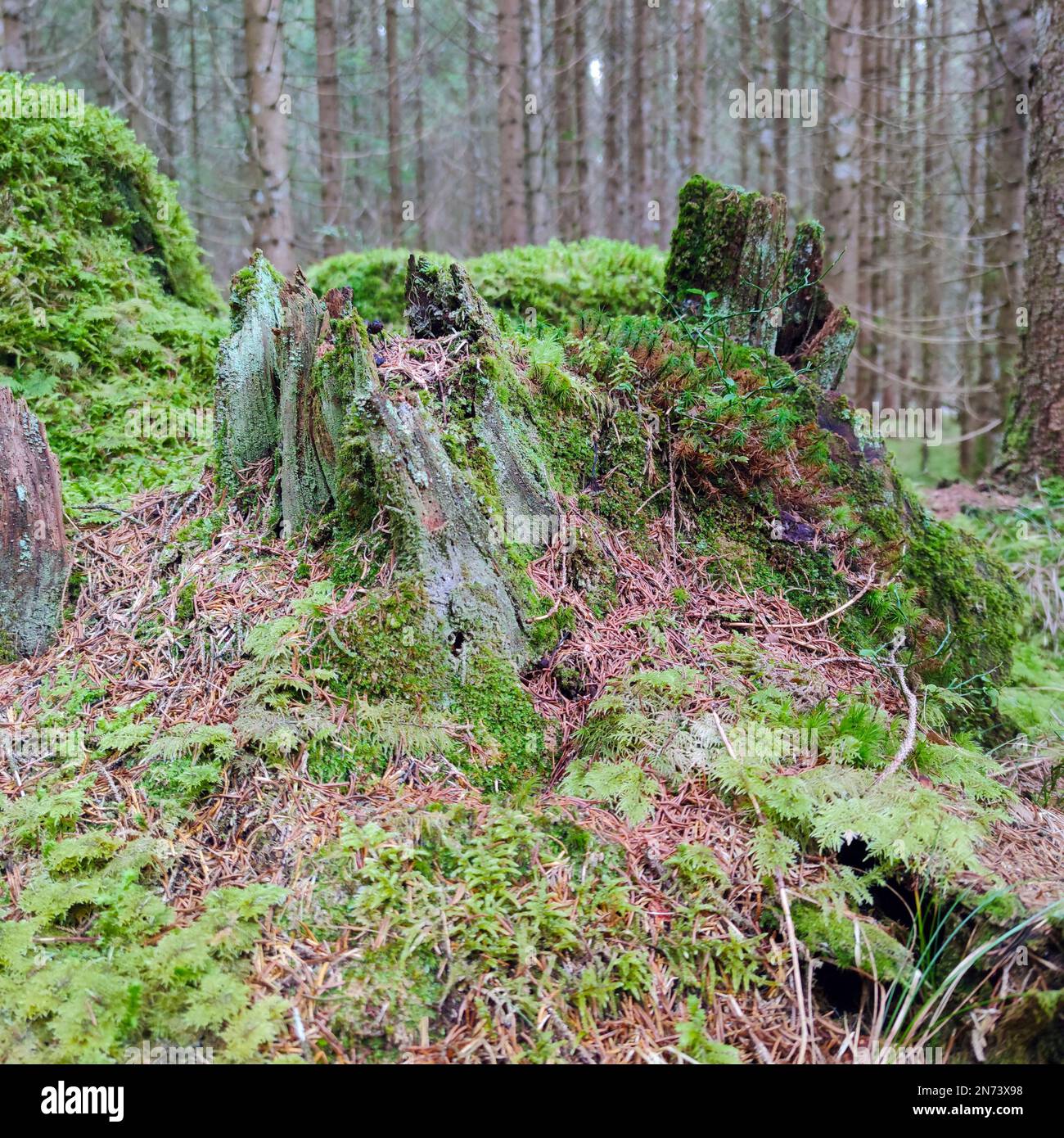 Mossy roots hi-res stock photography and images - Alamy