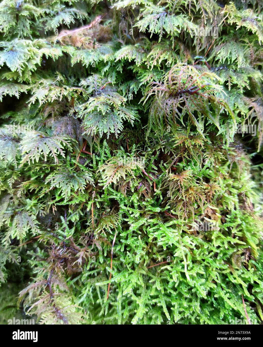 Tree stump, dead wood, mossy, close-up Stock Photo - Alamy