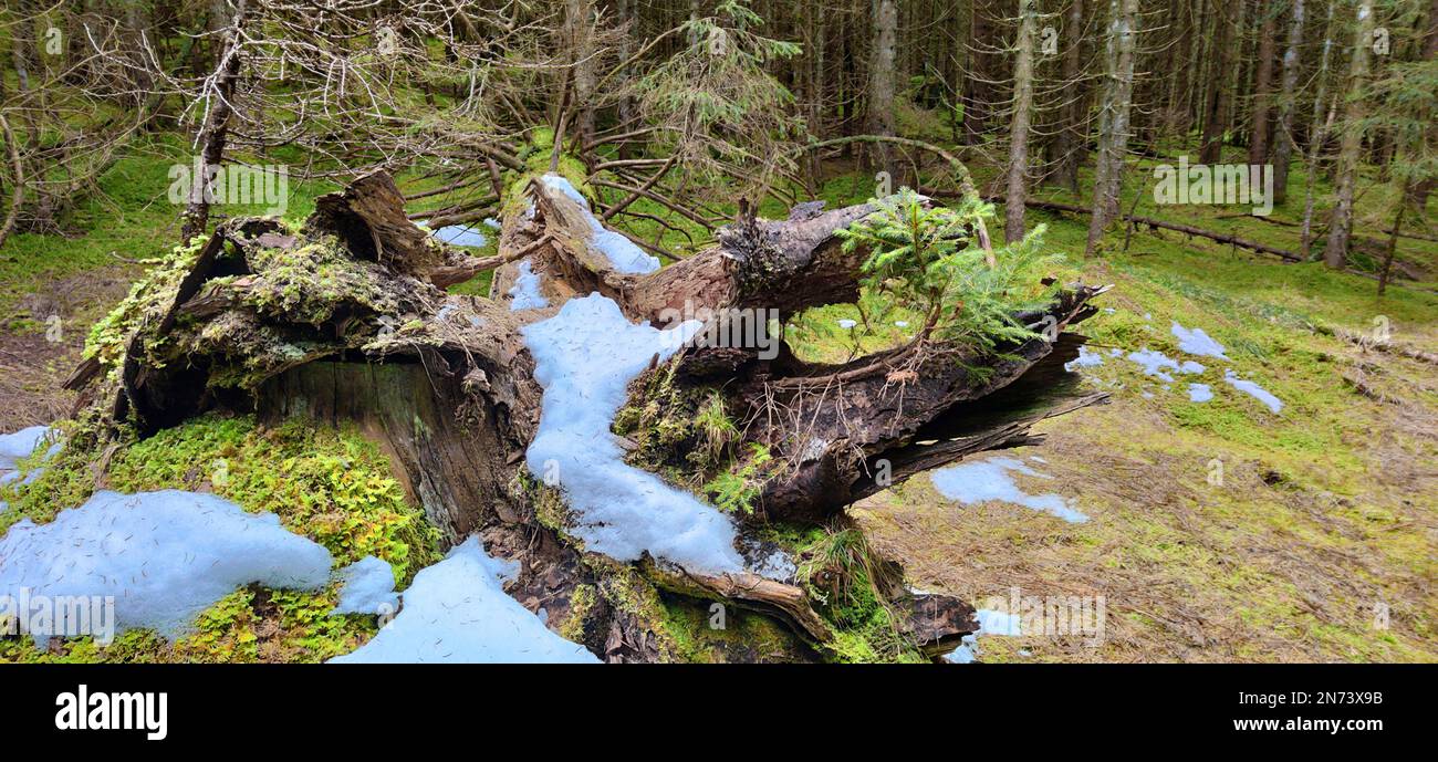 Tree stump, dead wood and roots mossy Stock Photo - Alamy