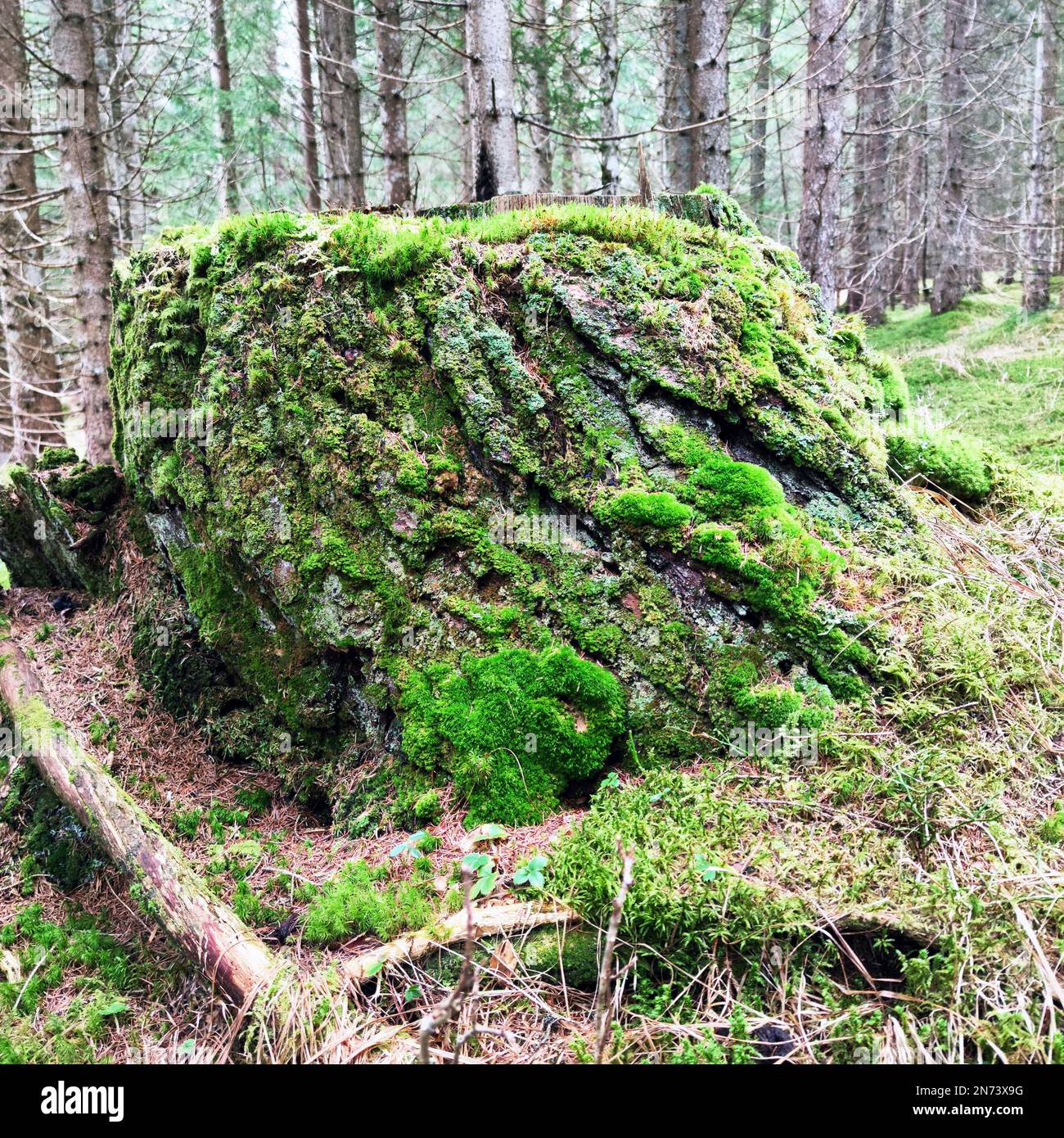 Tree stump, dead wood and roots mossy Stock Photo - Alamy